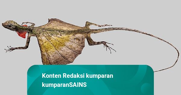 Naga Terbang Bukan Cuma Mitos, Hewan Ini Ada di Hutan Tropis Asia ... Naga Terbang Bukan Cuma Mitos, Hewan Ini Ada di Hutan Tropis Asia ...